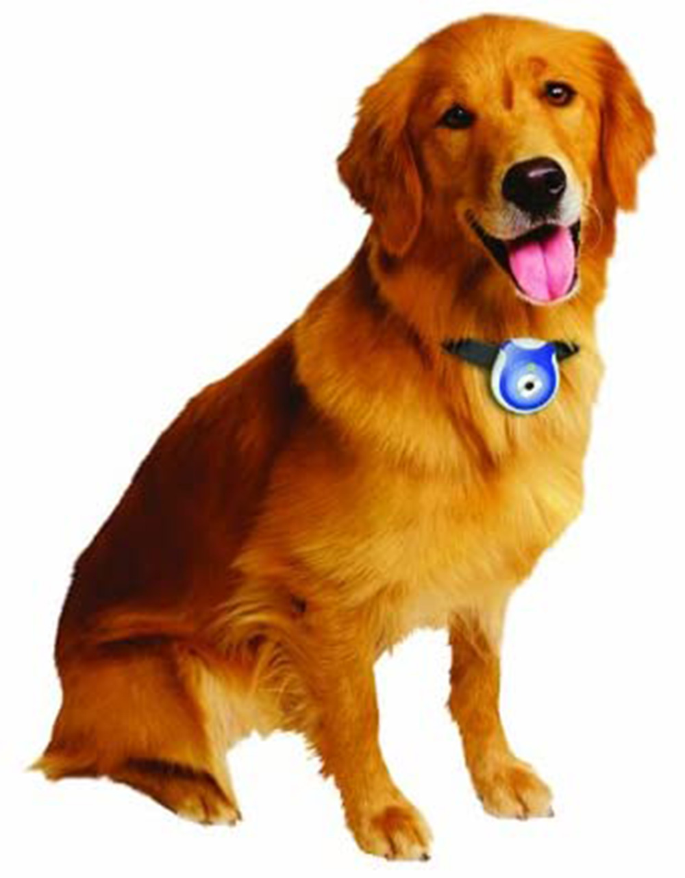 Uncle Milton’s Pet’s Eye View Camera - Gadizmo.com